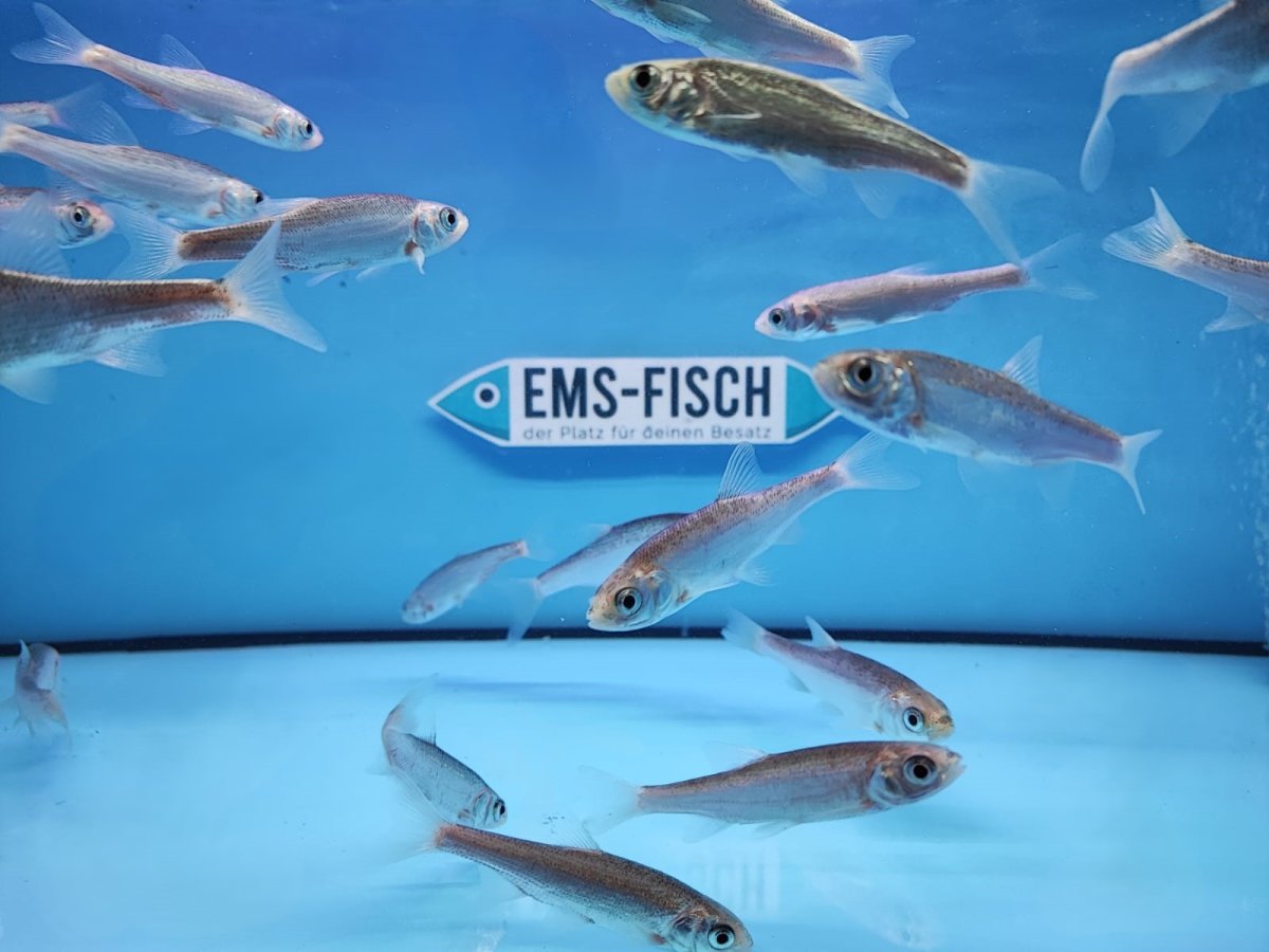 Besatzfische sowie Teichfische online kaufen