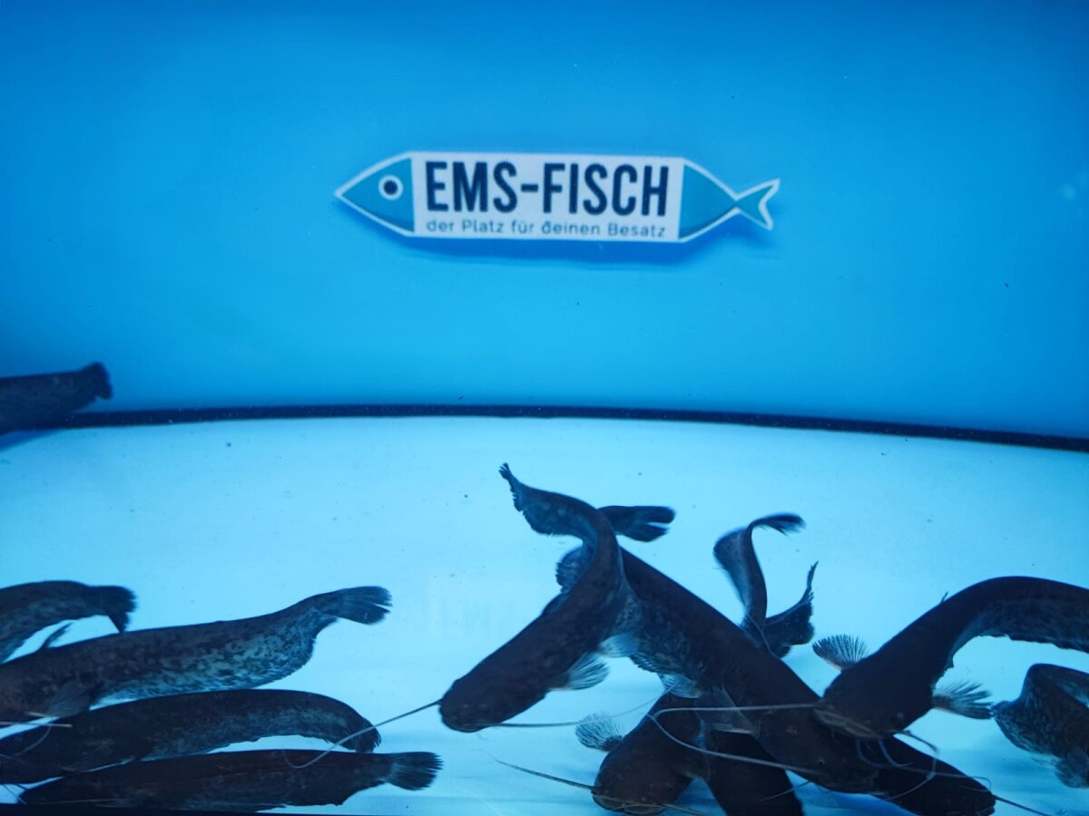 Wels (Waller) kaufen | Europas größter Süßwasserfisch bis 280cm | Gar ...