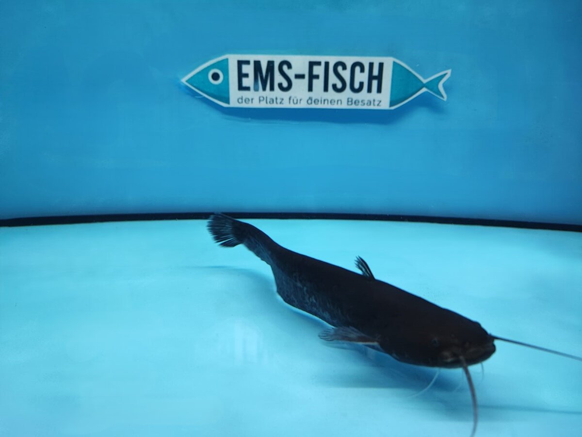 Wels (Waller) kaufen | Europas größter Süßwasserfisch bis 280cm | Gar ...
