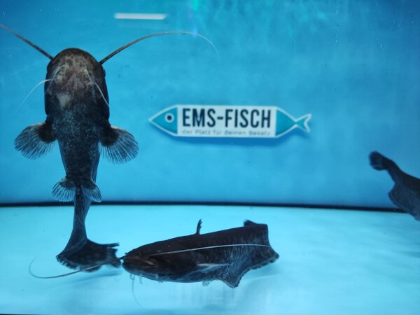 Wels (Waller) kaufen | Europas größter Süßwasserfisch bis 280cm | Gar ...