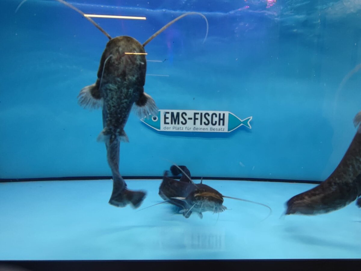 Wels (Waller) kaufen | Europas größter Süßwasserfisch bis 280cm | Gar ...