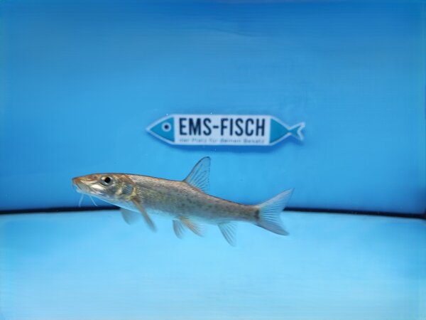 Teichfisch