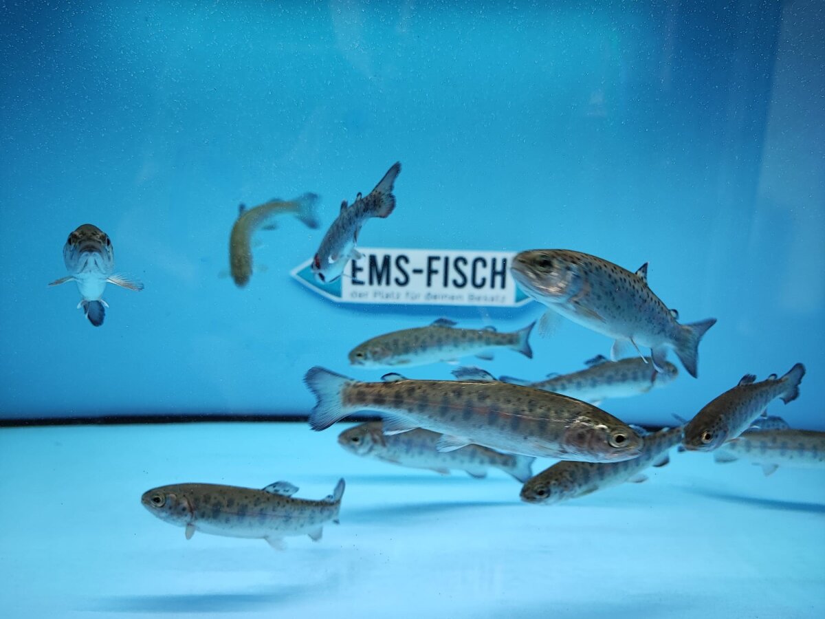 Wels (Waller) kaufen | Europas größter Süßwasserfisch bis 280cm | Gar ...