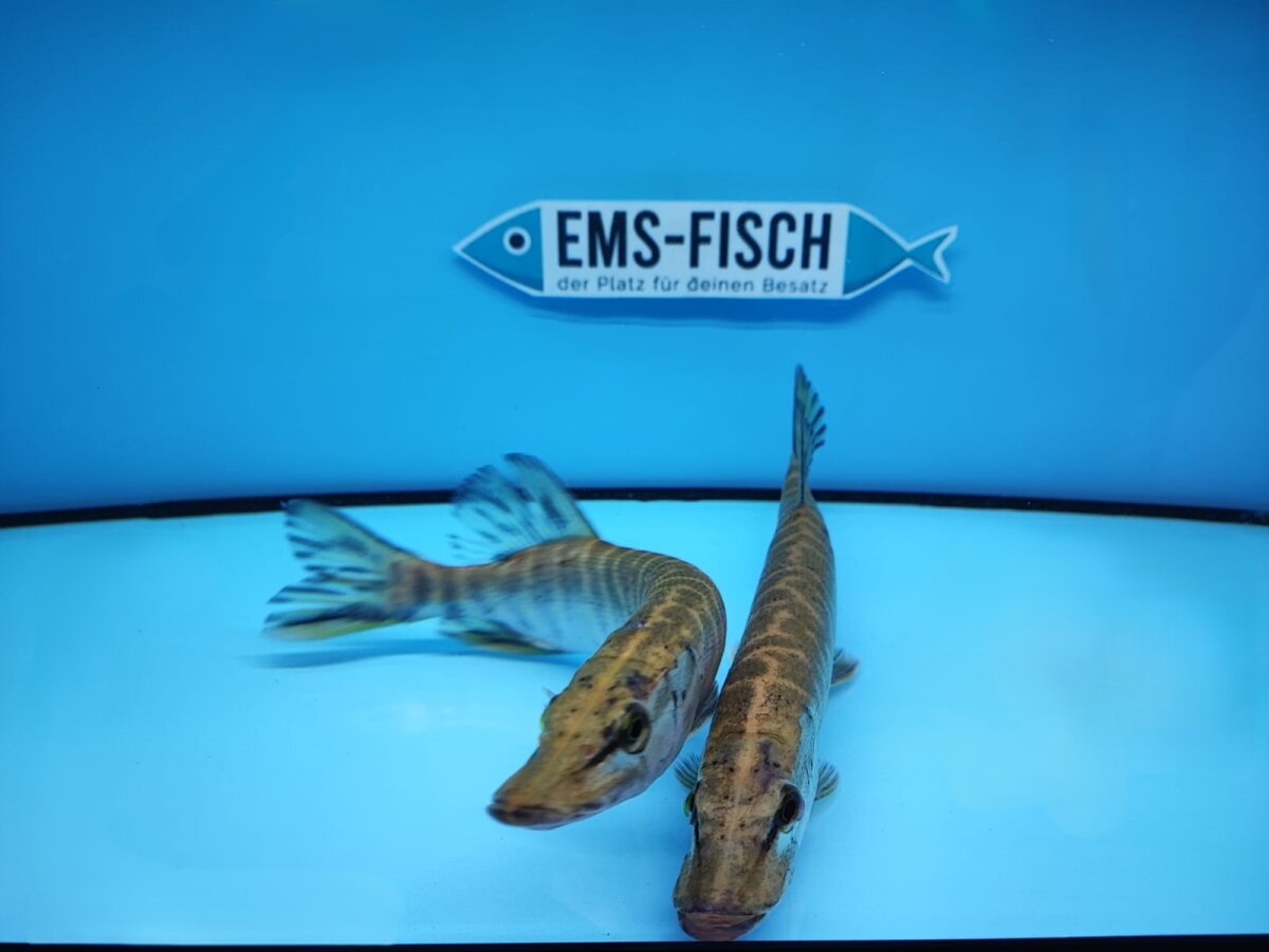 Hecht kaufen | Majestätischer Raubfisch für große Teiche, 19,95 € (ab 5 ...